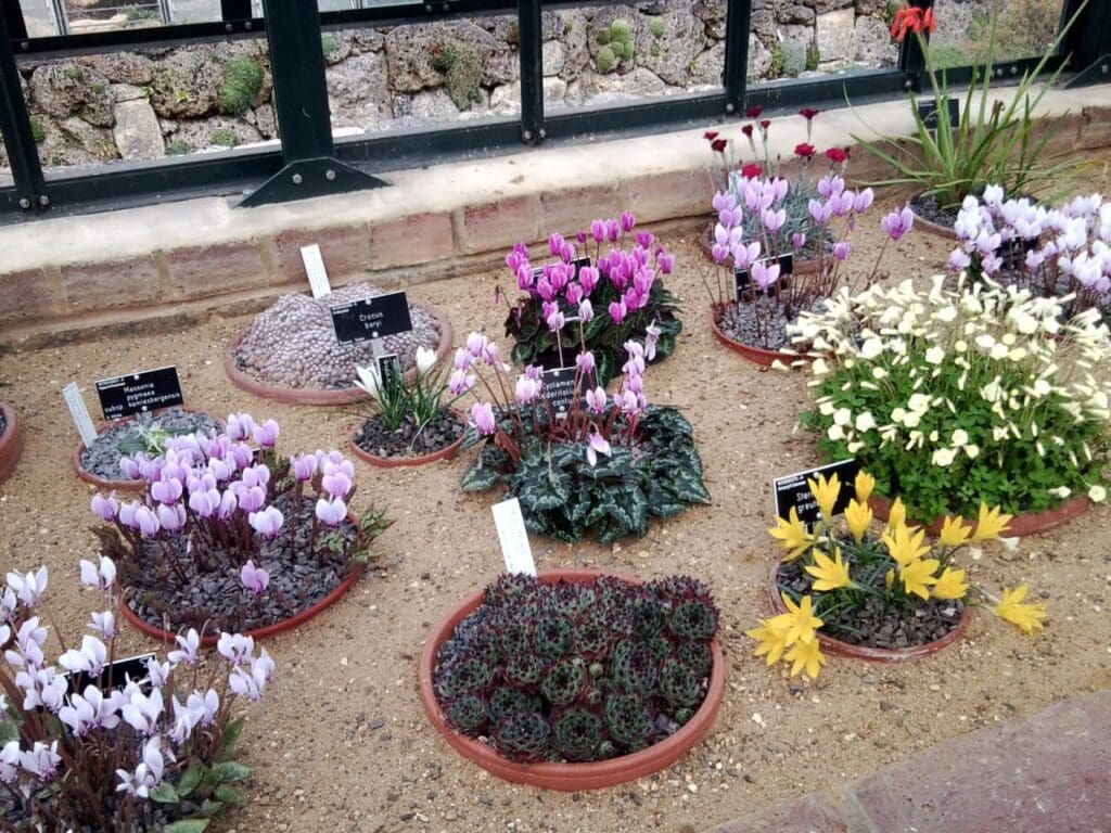 7 Growing Secrets of the Alpine Gardener - Alpine Garden Society