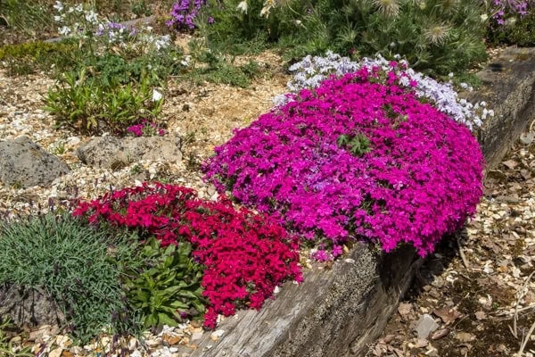 7 Growing Secrets of the Alpine Gardener - Alpine Garden Society