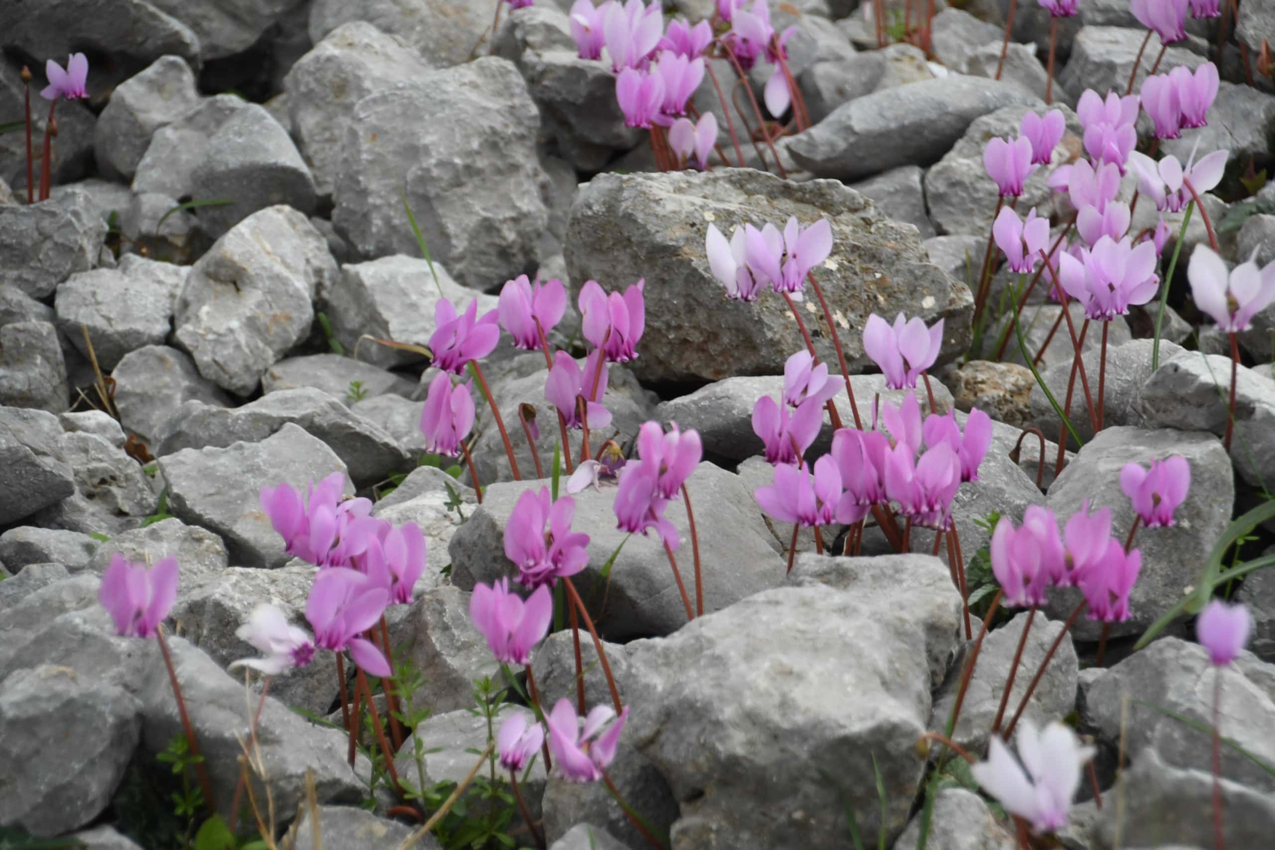 Plant Articles - Alpine Garden Society