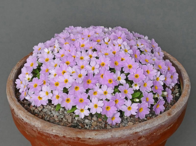 AGS Shows 2026 - Alpine Garden Society