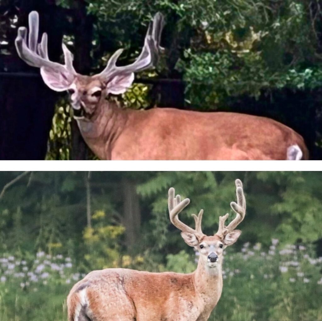 Why Do Deer Shed Their Antlers? (The Antler Growth Cycle)