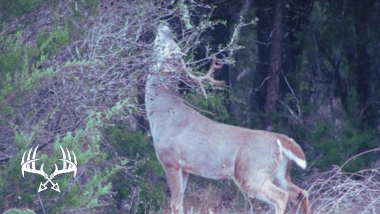 Deer Sign: How to Scout Tracks, Trails, Rubs, and Scrapes
