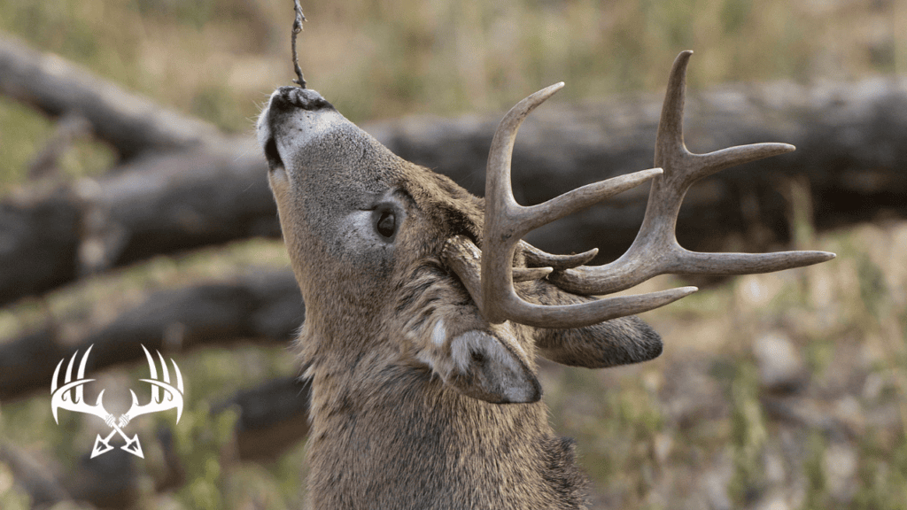 Deer Scrapes and Scrape Lines: Scouting Tips for Success