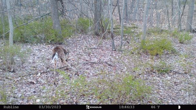 Deer Droppings: What all Hunters Need to Know