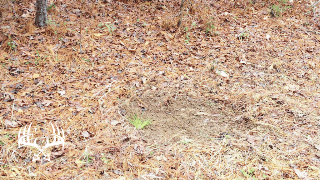 Deer Scrapes and Scrape Lines: Scouting Tips for Success