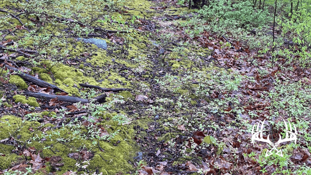 Deer Droppings: What all Hunters Need to Know