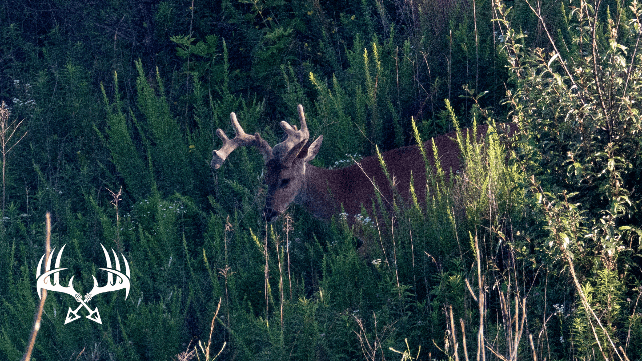 How Hunting Pressure Affects Deer (And How to Beat It)