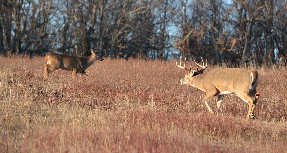 2025 Whitetail Rut Prediction: Best Dates to Hunt