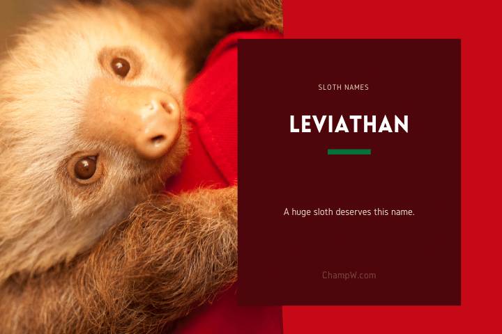 200+ Sloth Names: Learn More Before You Decide