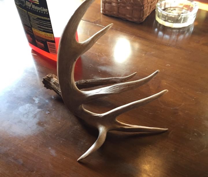 Why Do Deer Shed Their Antlers? (The Antler Growth Cycle)