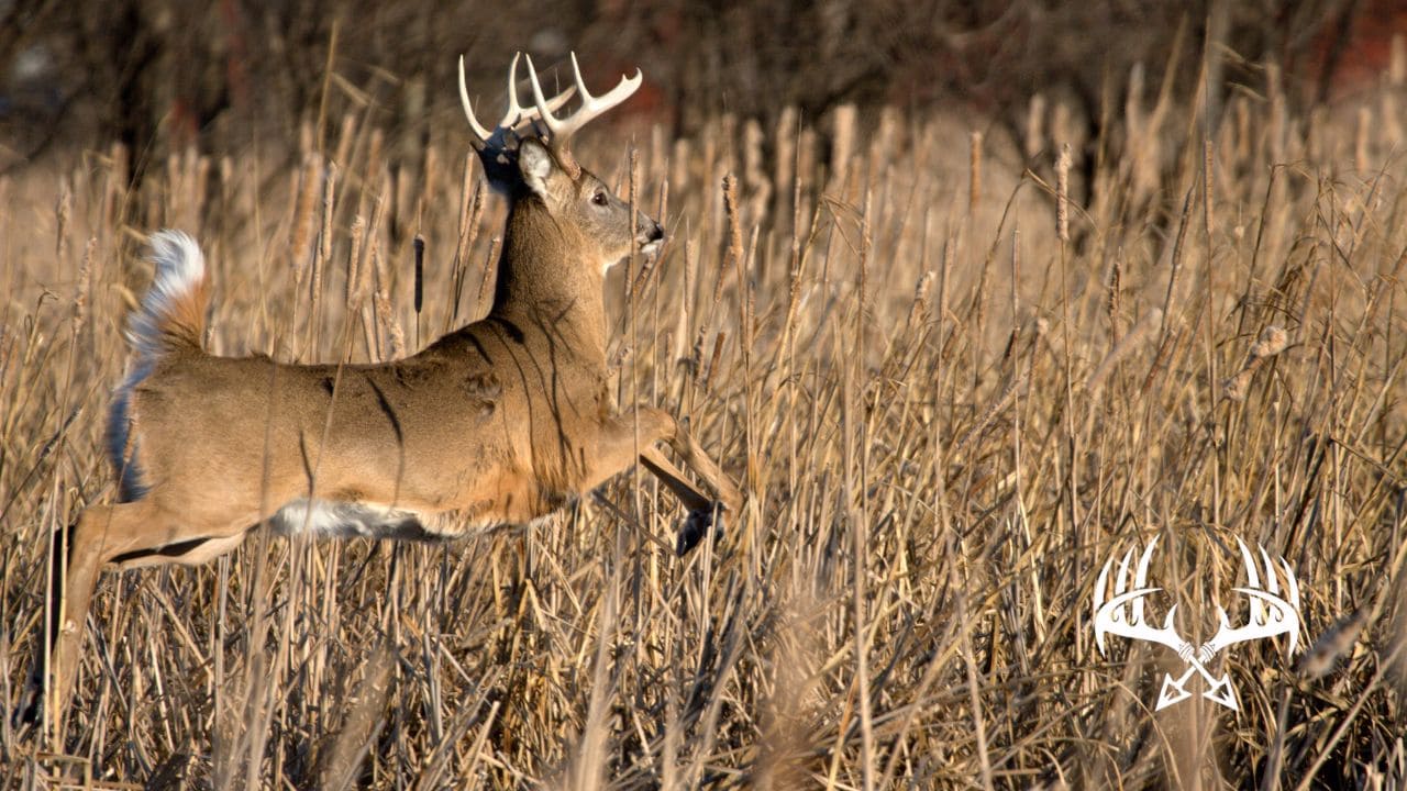Deer Vision 101: How Deer See Color, Light, and Movement