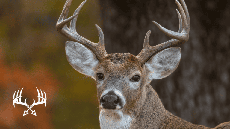 Deer Vision 101: How Deer See Color, Light, and Movement