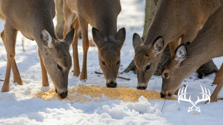 Fall Food Sources for Deer: A Bow Hunter's Guide