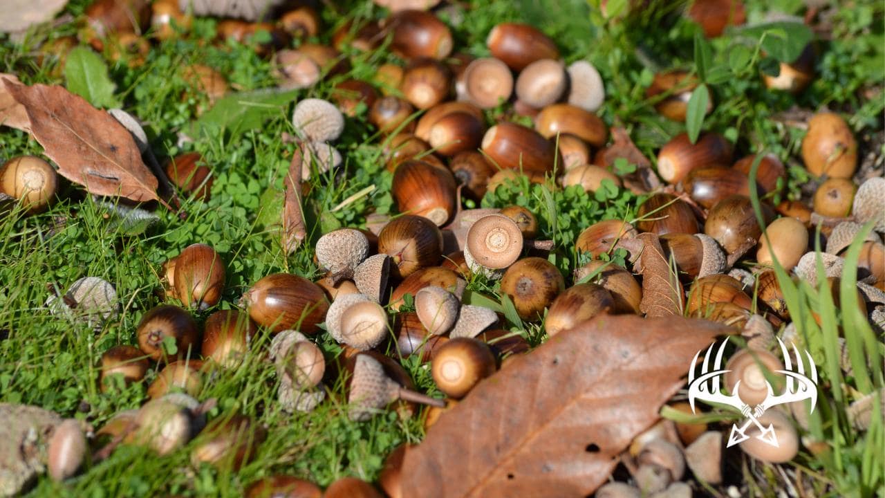 Fall Food Sources for Deer: A Bow Hunter's Guide