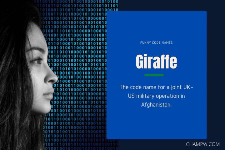 1000+ Cool Code Names With Meaning For Every Purpose