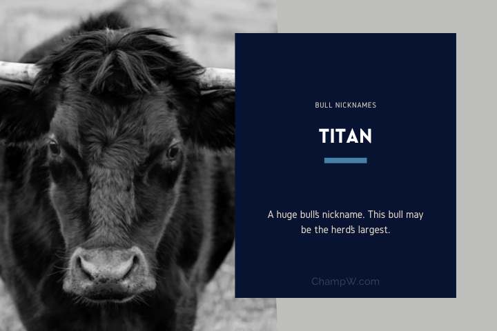 250+ Bull Nicknames And What They Mean
