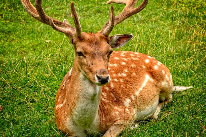 250+ Beautiful Deer Names Ideas For Your Wild Or Pet Friend
