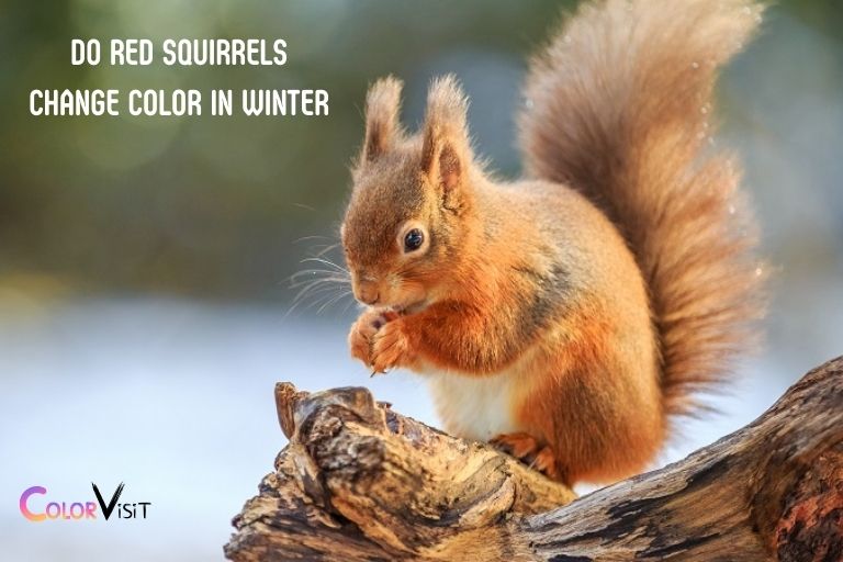 Do Red Squirrels Change Color In Winter? No!