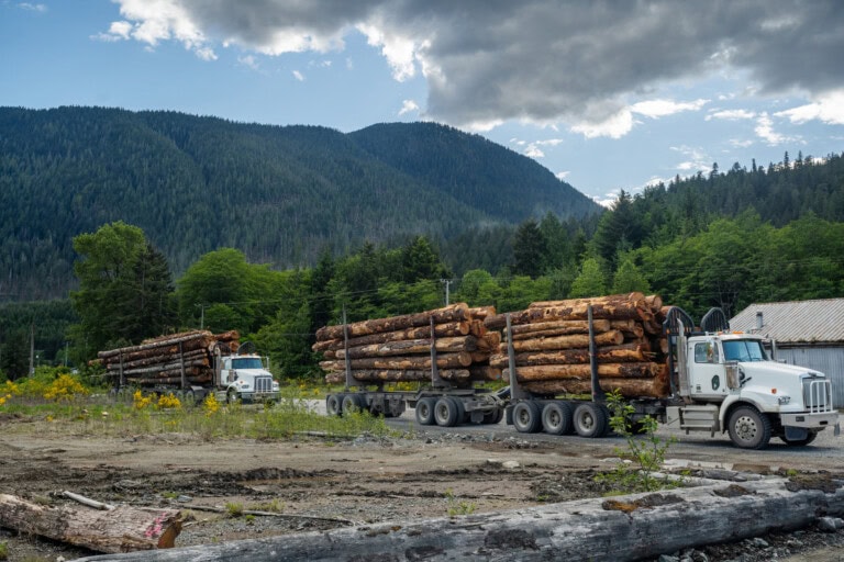 Environmental Impacts of Timber Logging for Construction