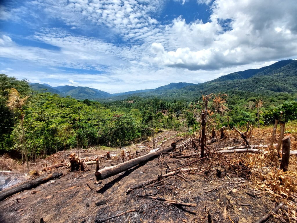 Environmental Impacts of Timber Logging for Construction