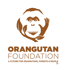9 Best Charities for Protecting Orangutans (Complete 2025 List ...