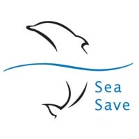 10 Best Charities for Protecting Sharks (Complete 2026 List ...