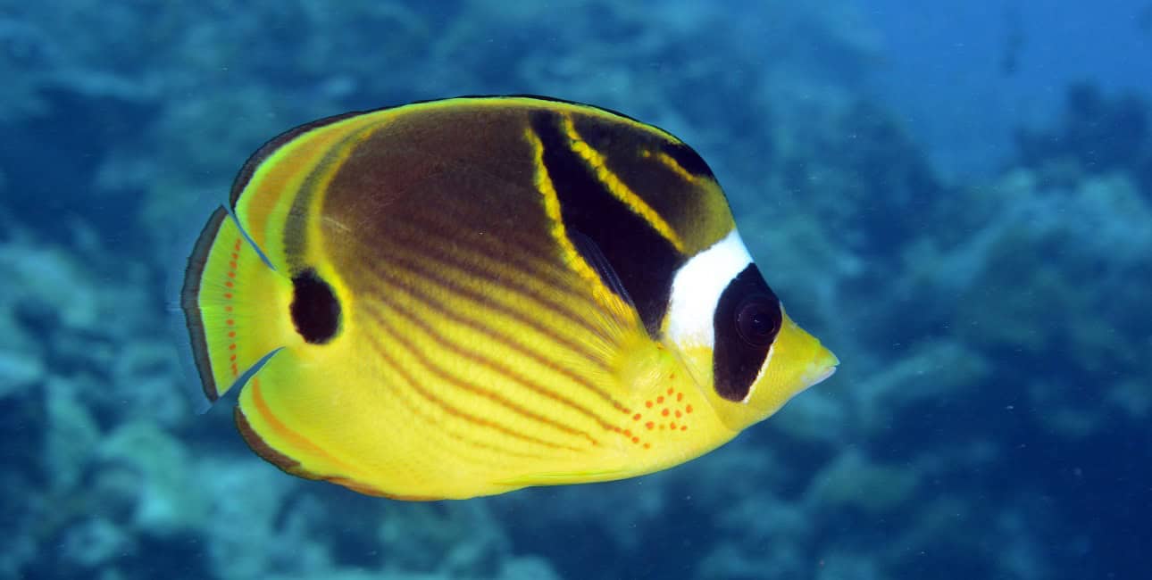 Connaître et identifier les poissons-papillons – 🤿 Plongez ! Le ...