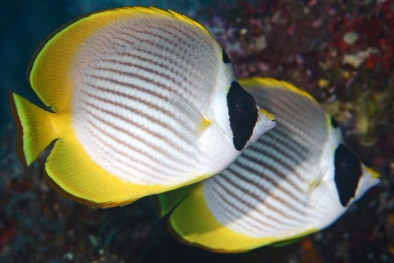 Connaître et identifier les poissons-papillons – 🤿 Plongez ! Le ...