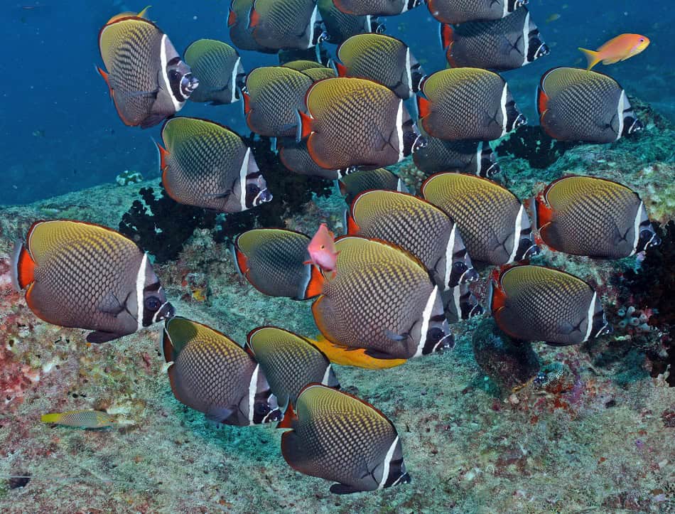 Connaître et identifier les poissons-papillons – 🤿 Plongez ! Le ...