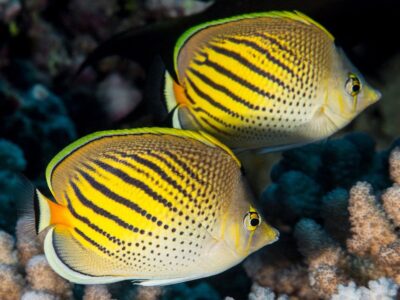 Connaître et identifier les poissons-papillons – 🤿 Plongez ! Le ...