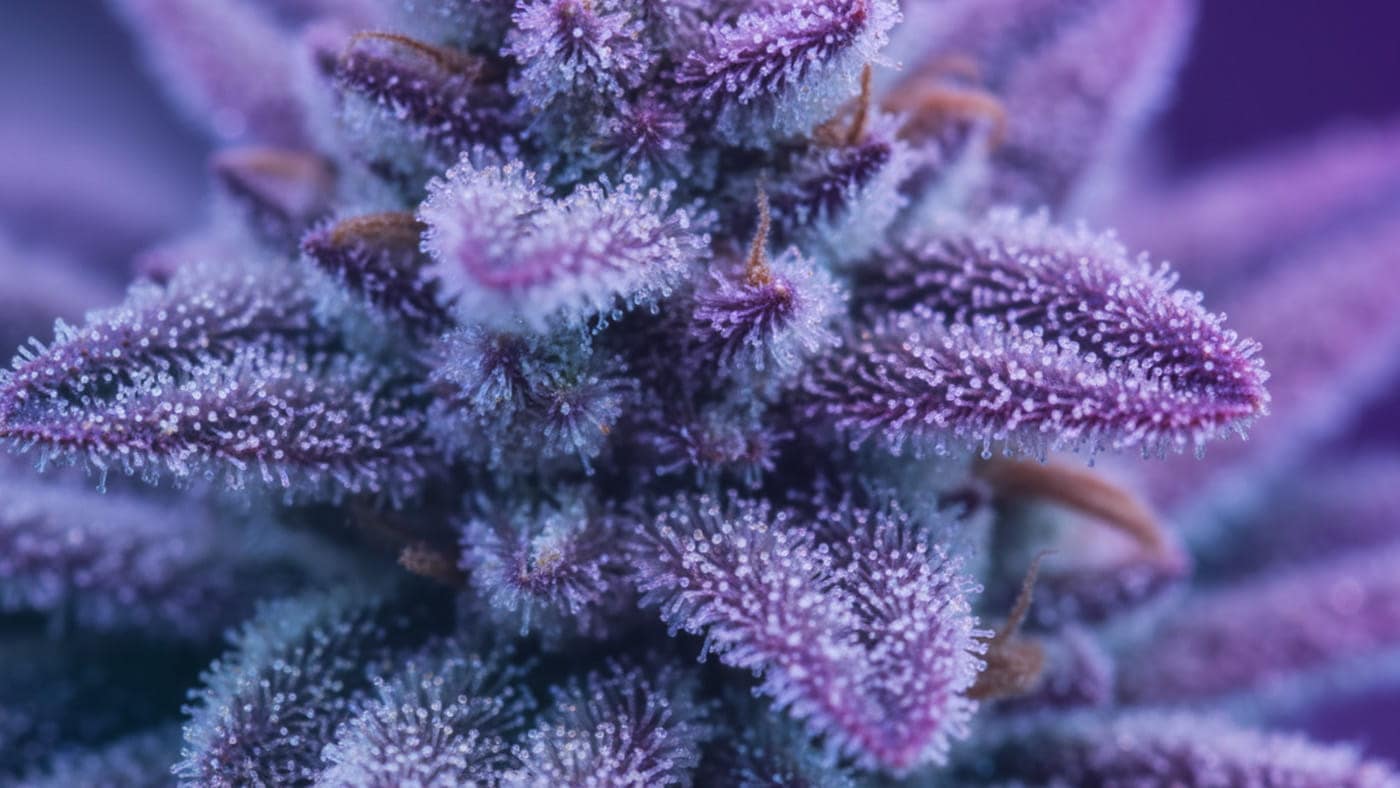 Ice Cream Cake Indica: Premium Nighttime THCA| Ranked #1 for 2026