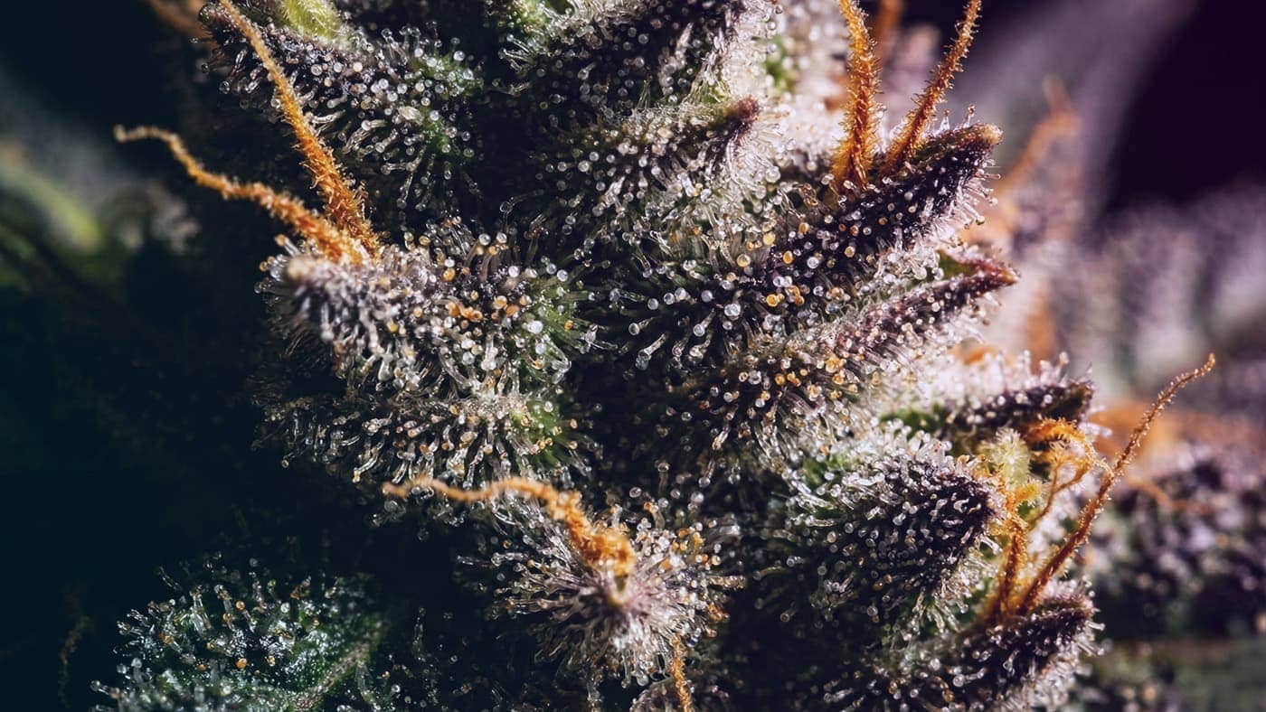 Gorilla Glue 4 Legal Flower: Heavy Hitting THCA| Top 10 Exotic Pick