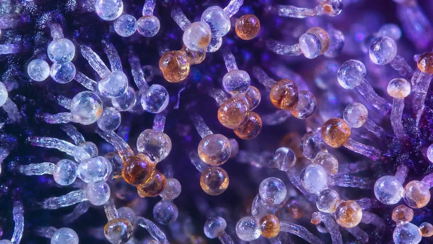 Runtz Premium THCA Flower: Exotic Candy Terpenes| Best Strain of 2026