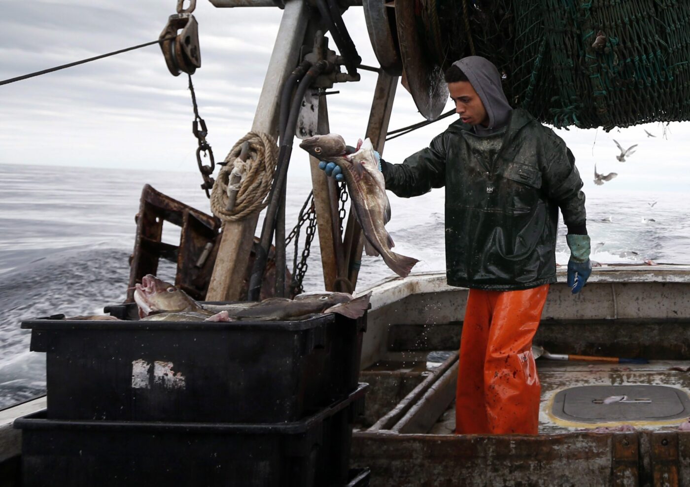 Why Newfoundland's cod moratorium has ended | The Narwhal