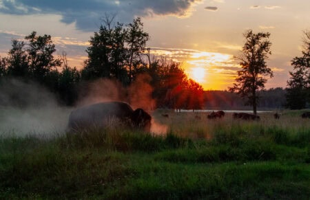 Indigenous nations are bringing buffalo back