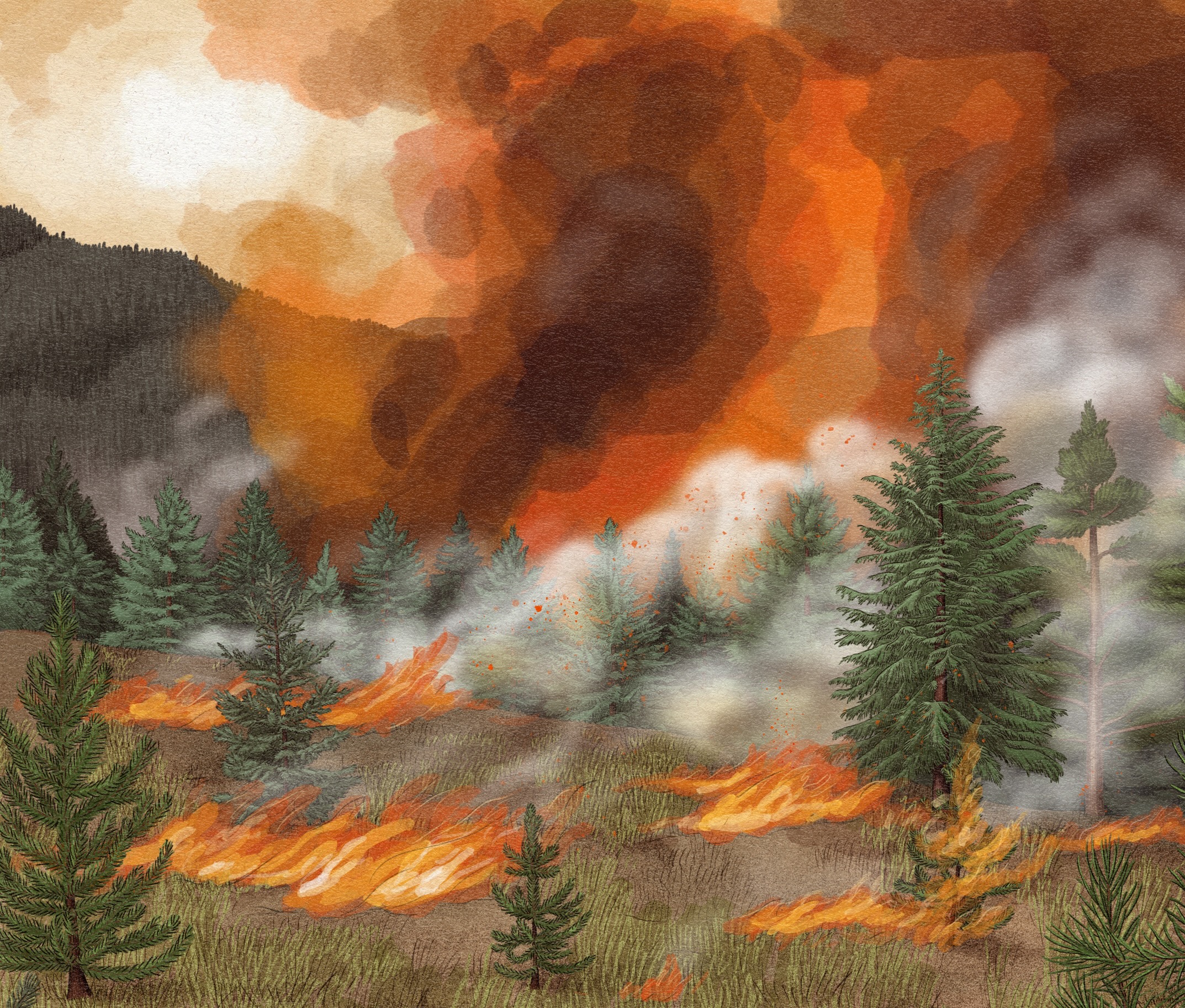 Glyphosate use in B.C. forestry, explained | The Narwhal