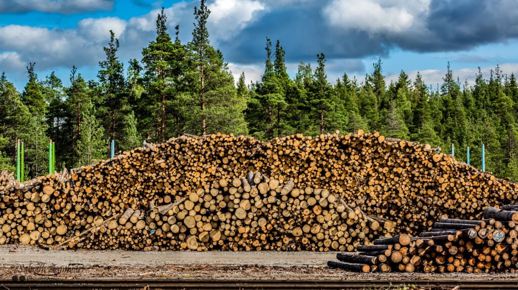 Environmental Impacts of Timber Logging for Construction