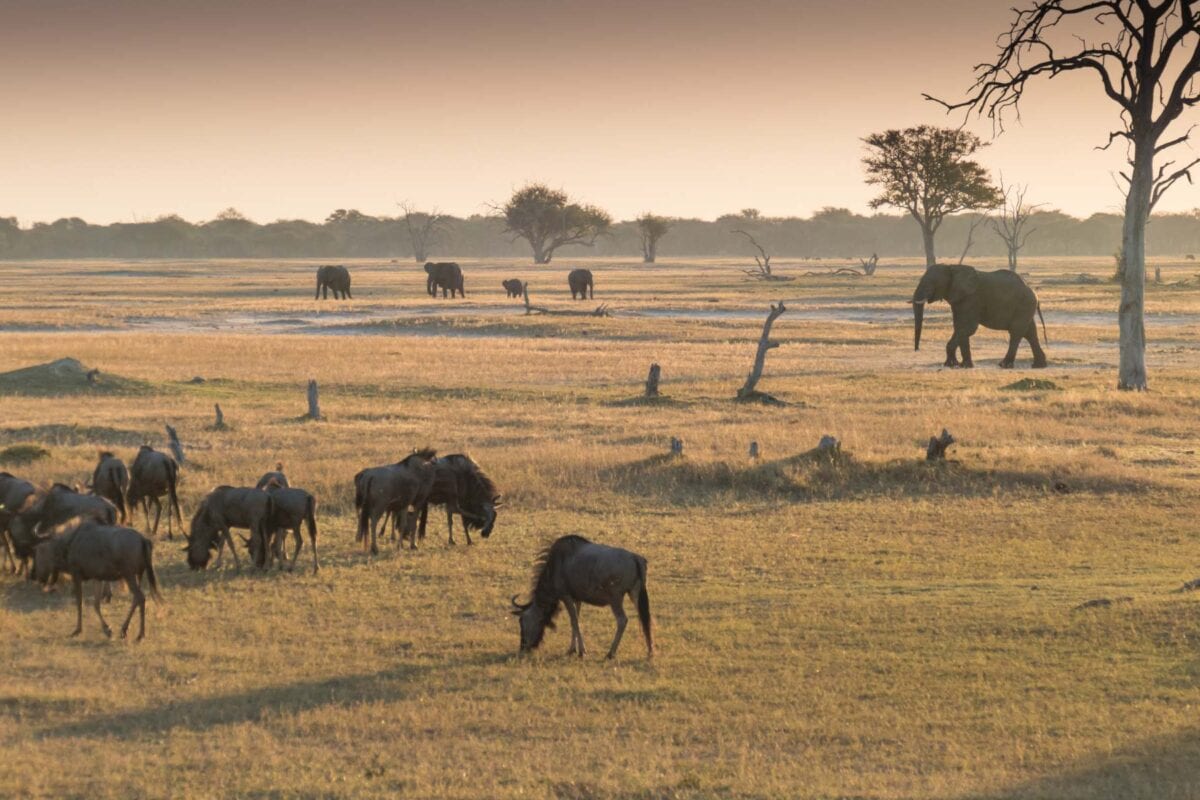 Hwange National Park Safari - Zimbabwe Safari | Discover Africa