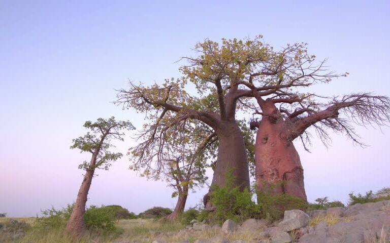 5 of the Most Interesting Plants in Botswana