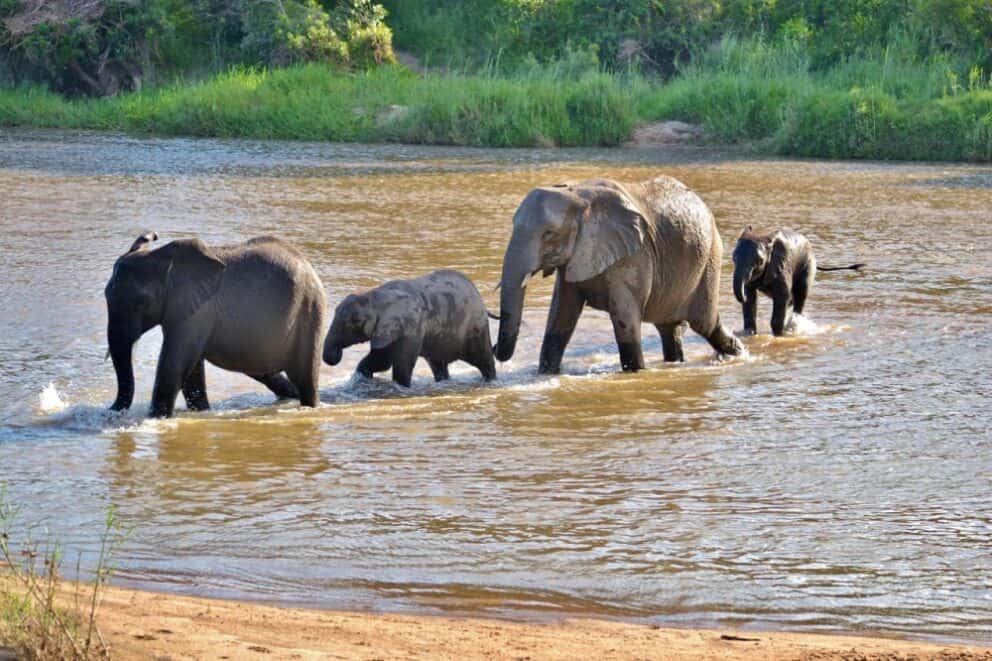 Sabi Sabi's Grand Expansion to Sandringham and Cape Town – Discover Africa
