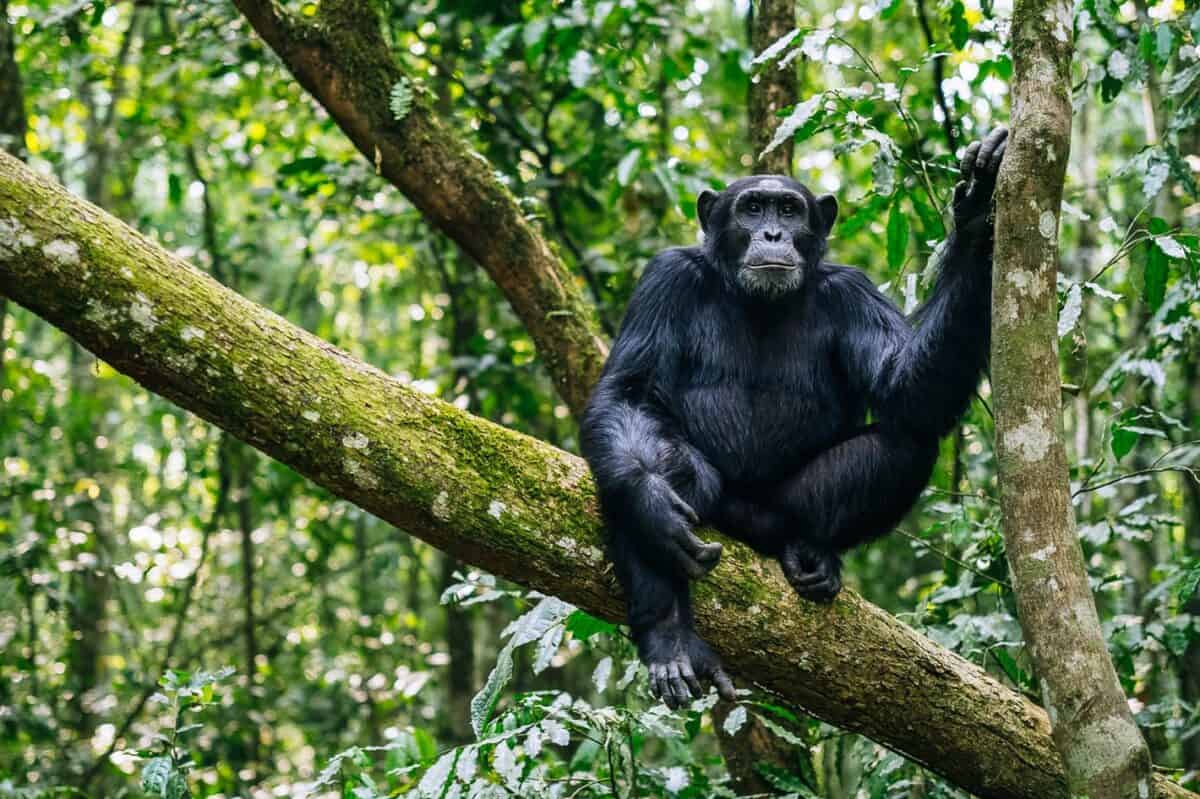 Protecting Great Apes and Their Habitats – Discover Africa