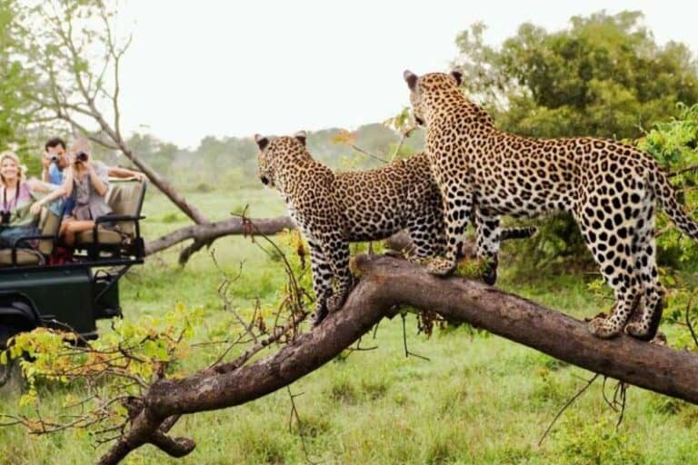 Big Five Safaris, Holidays & Tours | Discover Africa