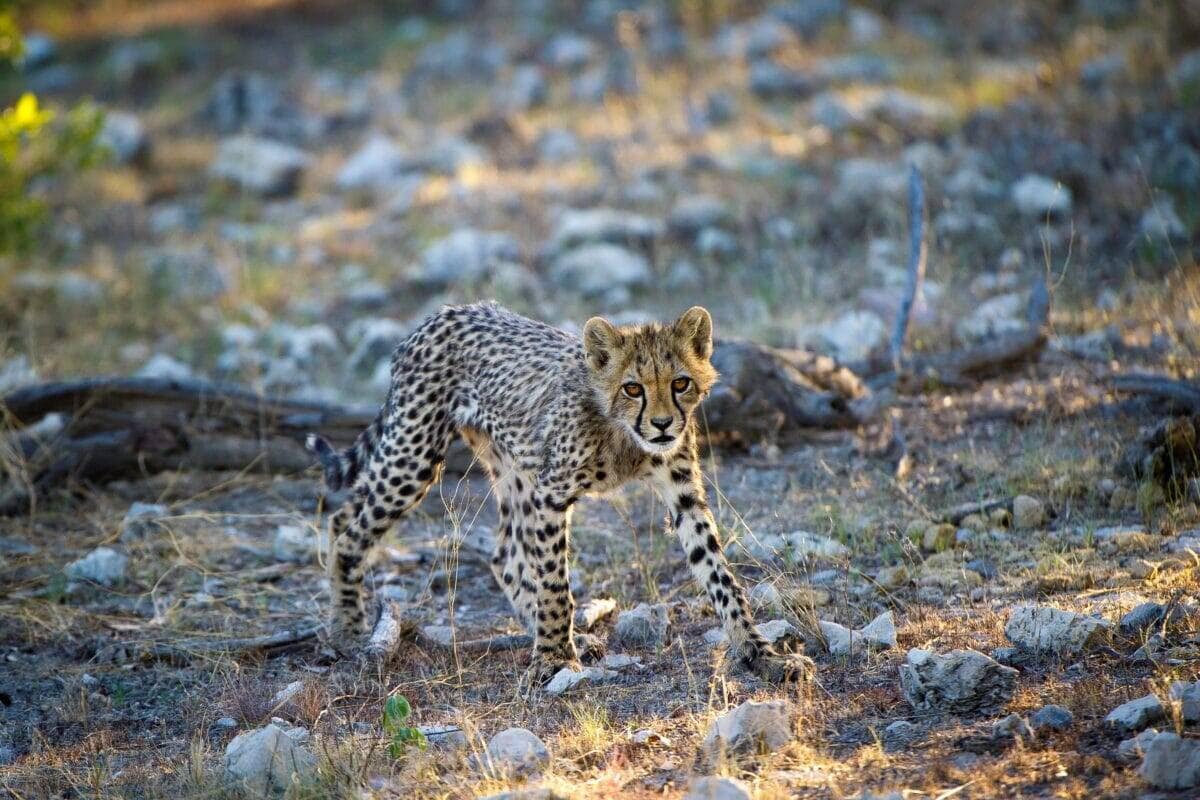 Ongava Private Game Reserve – Discover Africa