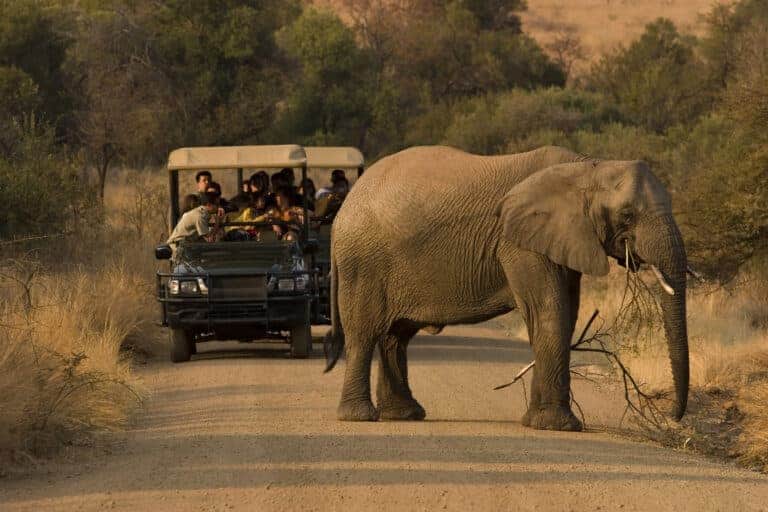 Pilanesberg National Park – Discover Africa