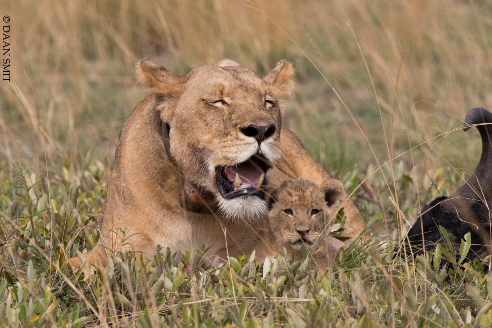King Lewanika King Lewanika, Liuwa Plains National Park, Zambia ...