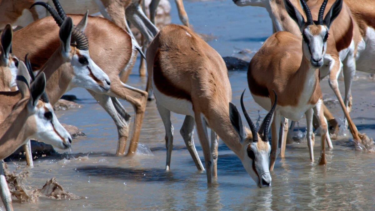 Discovering Namibia's Unique Wildlife: Animals You’re Likely to See in ...