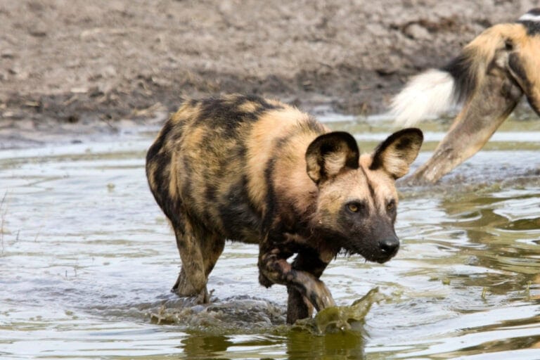African Wild Dogs – Discover Africa