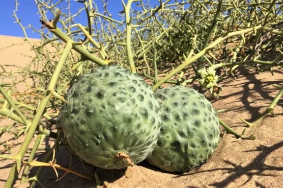 5 of The Most Unique Plants in Namibia – Discover Africa