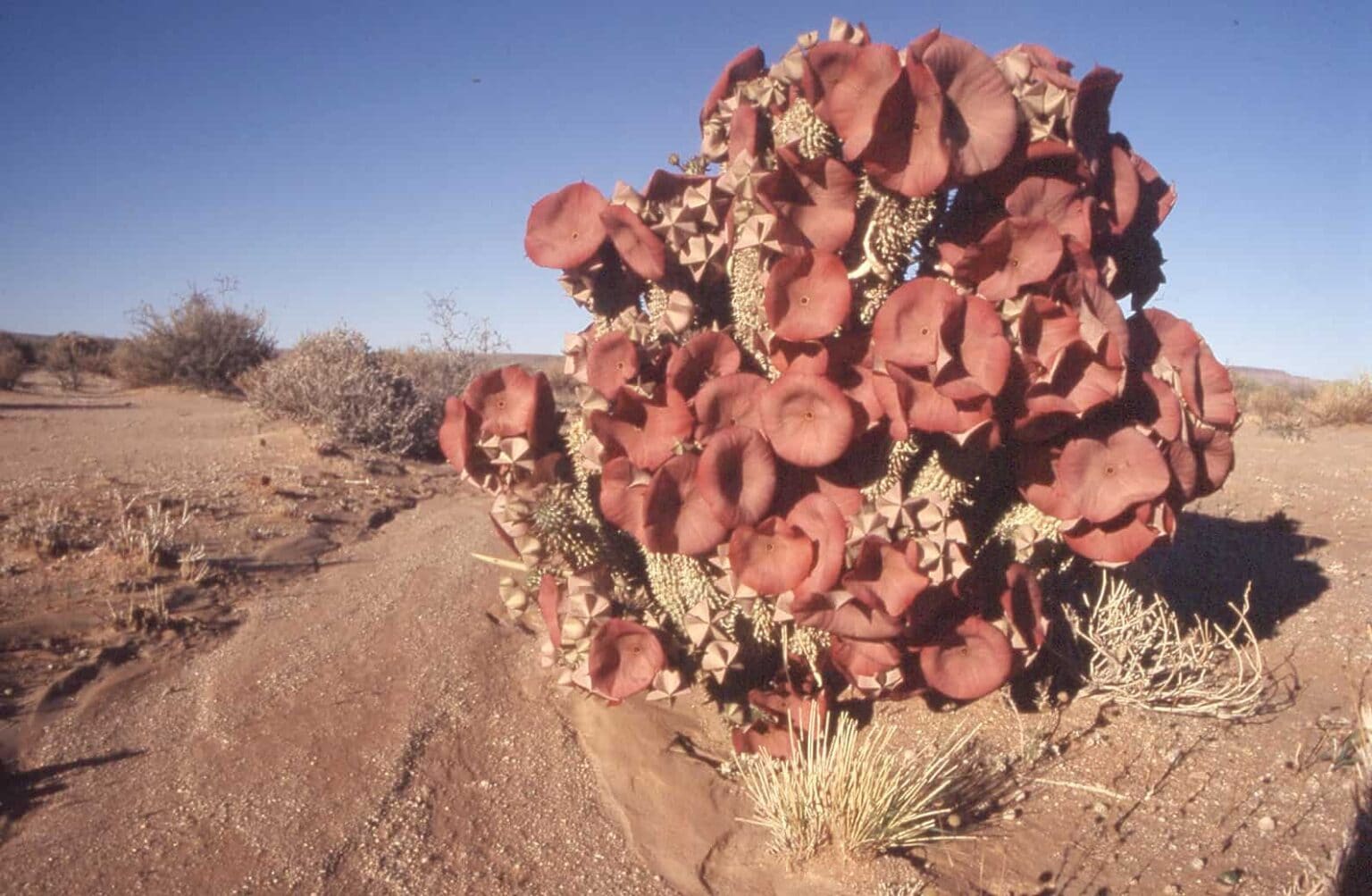 5 of The Most Unique Plants in Namibia – Discover Africa