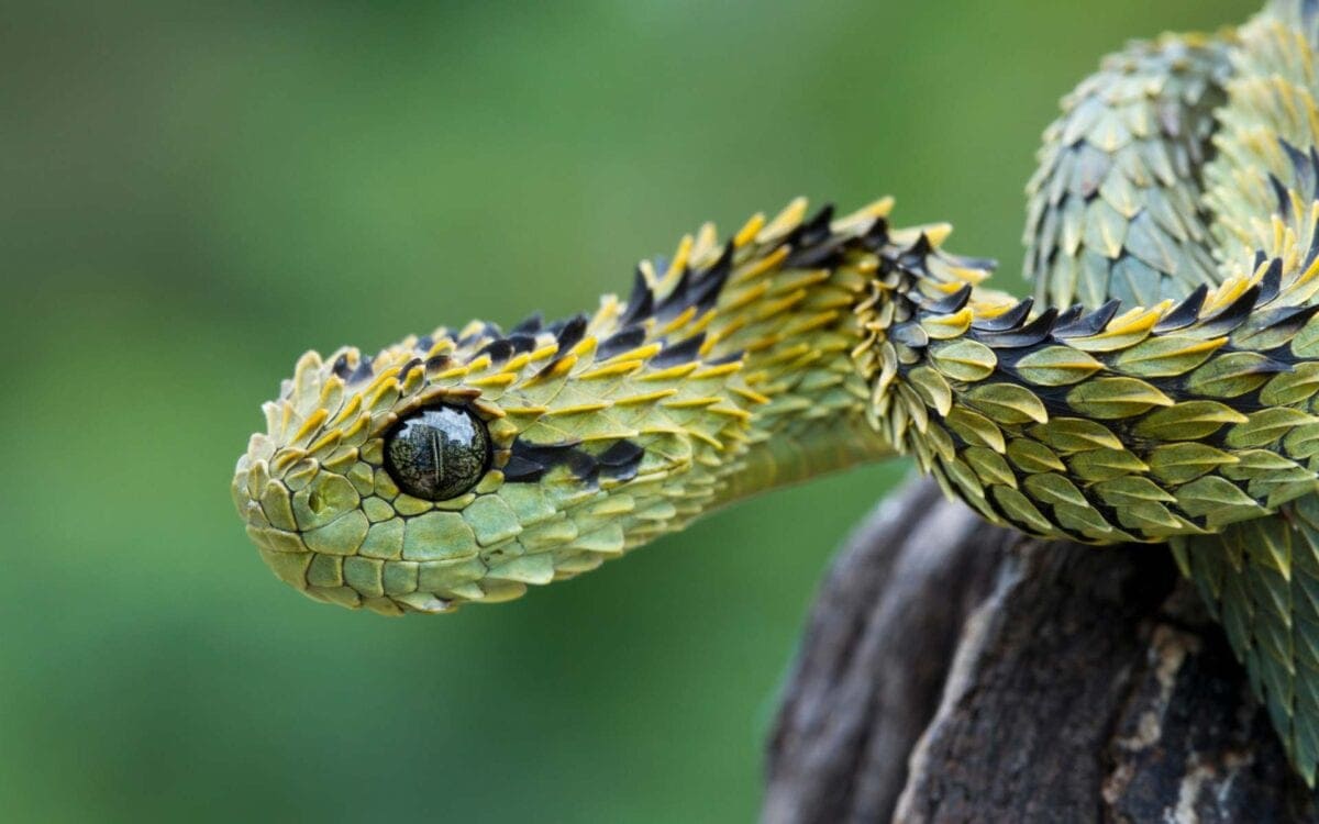 10 of Africa's Most Interesting Reptiles – Discover Africa